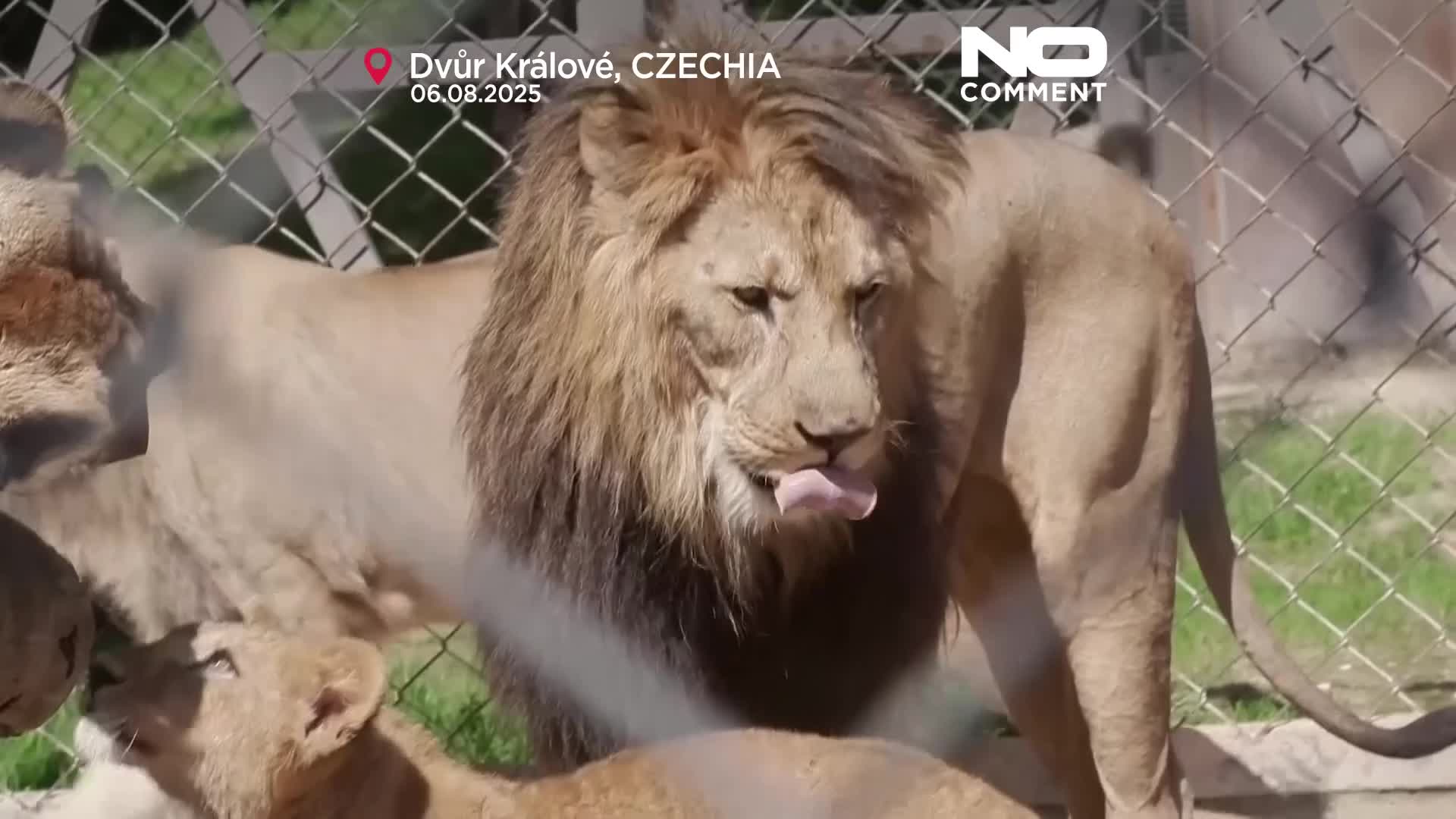 ‘Extinct in the wild’ Barbary lion cubs in Czech zoo prepare for relocation