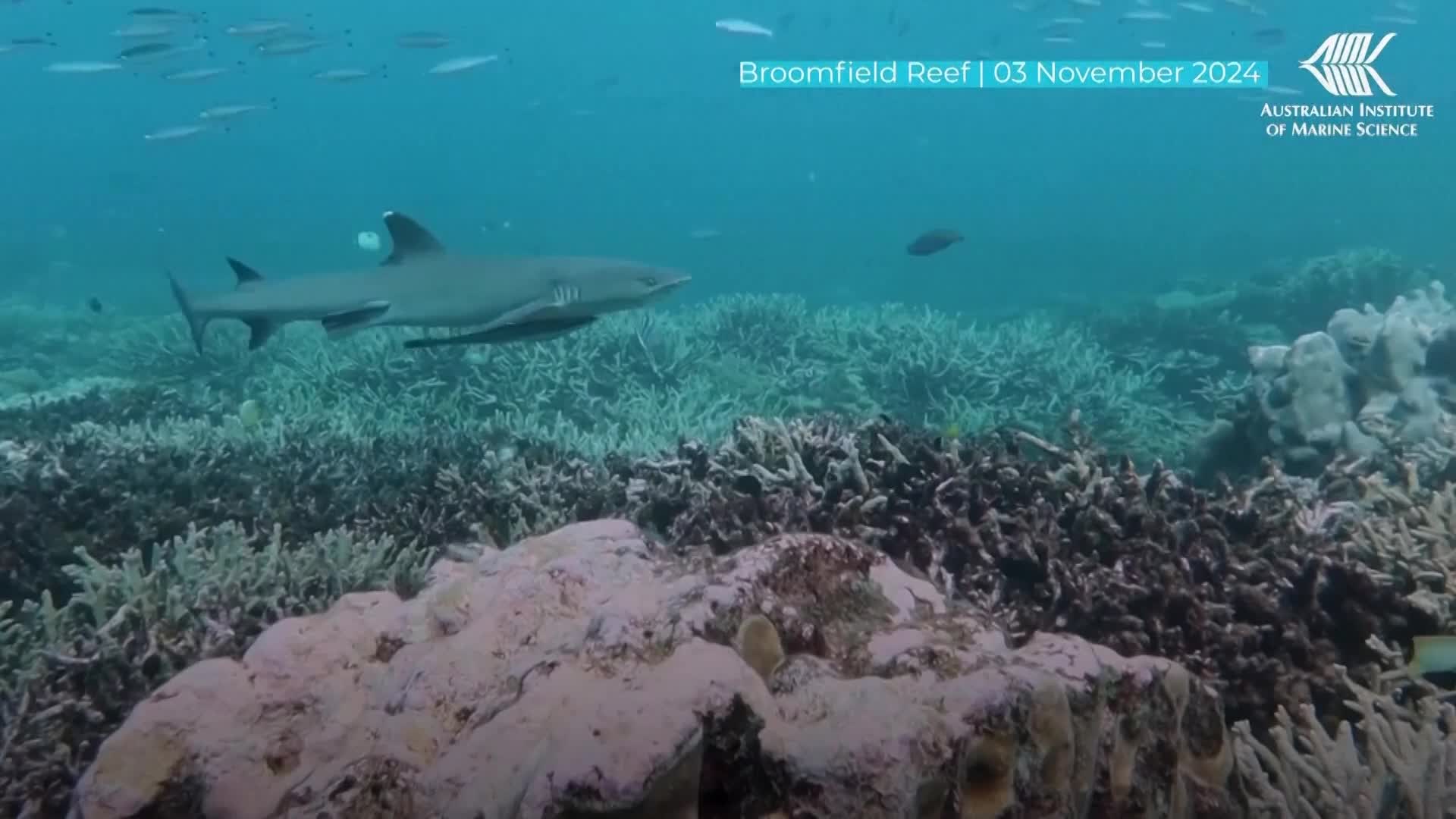 Great Barrier Reef records largest annual coral loss in 39 years