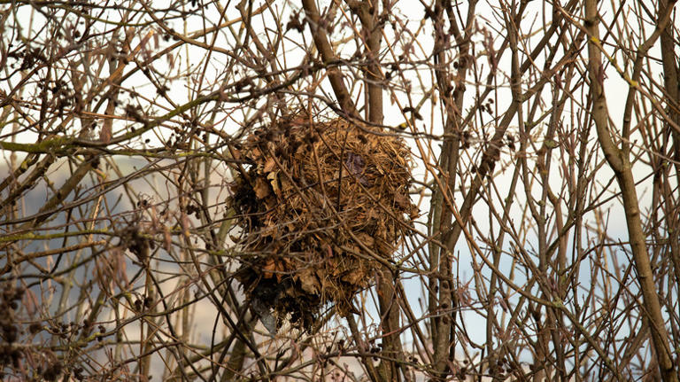 How To Tell The Difference Between A Bird Nest And A Squirrel Nest