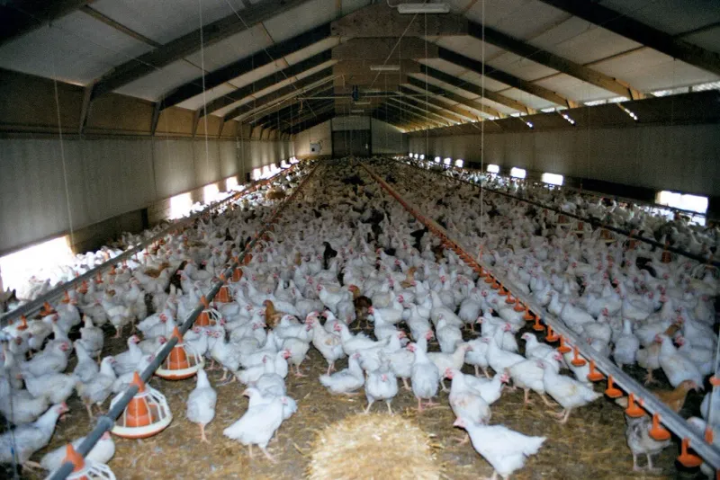 Ethical Eating - What Labels Like Free-Range And Organic Really Mean