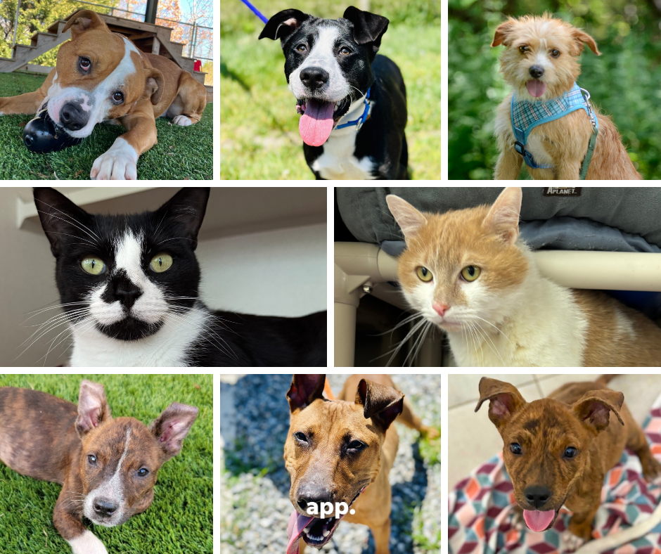 Looking for love? Check out these pets for adoption from local animal ...