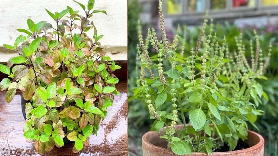 Jyotish Tips- Do you know the benefits of planting Tulsi plant at home ...