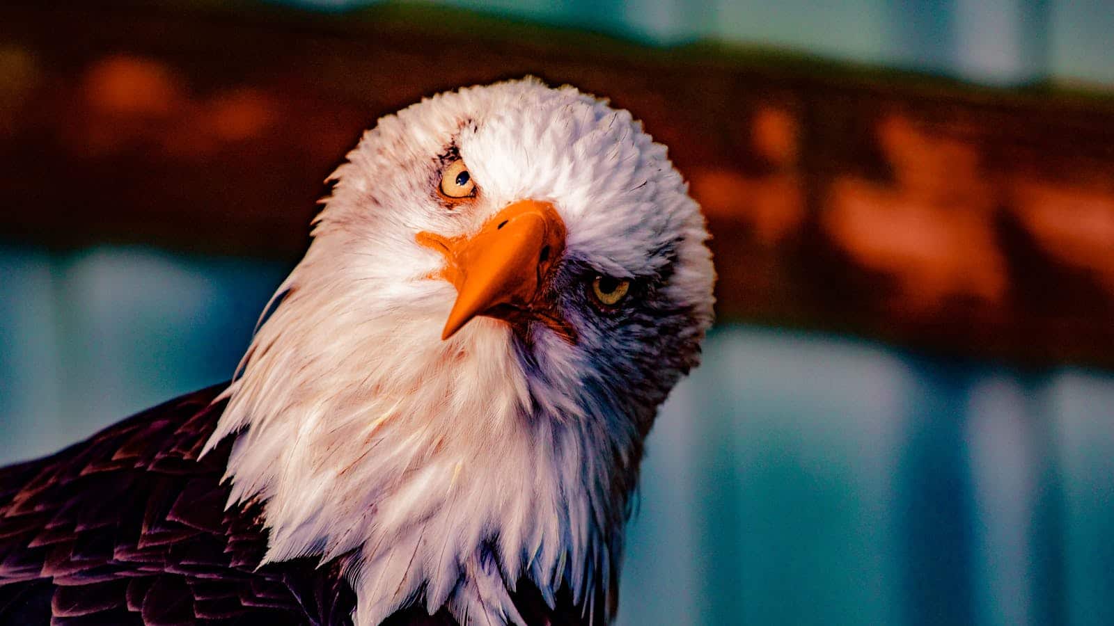 10 Laws and Facts About Bald Eagles That Exist and Might Interest You