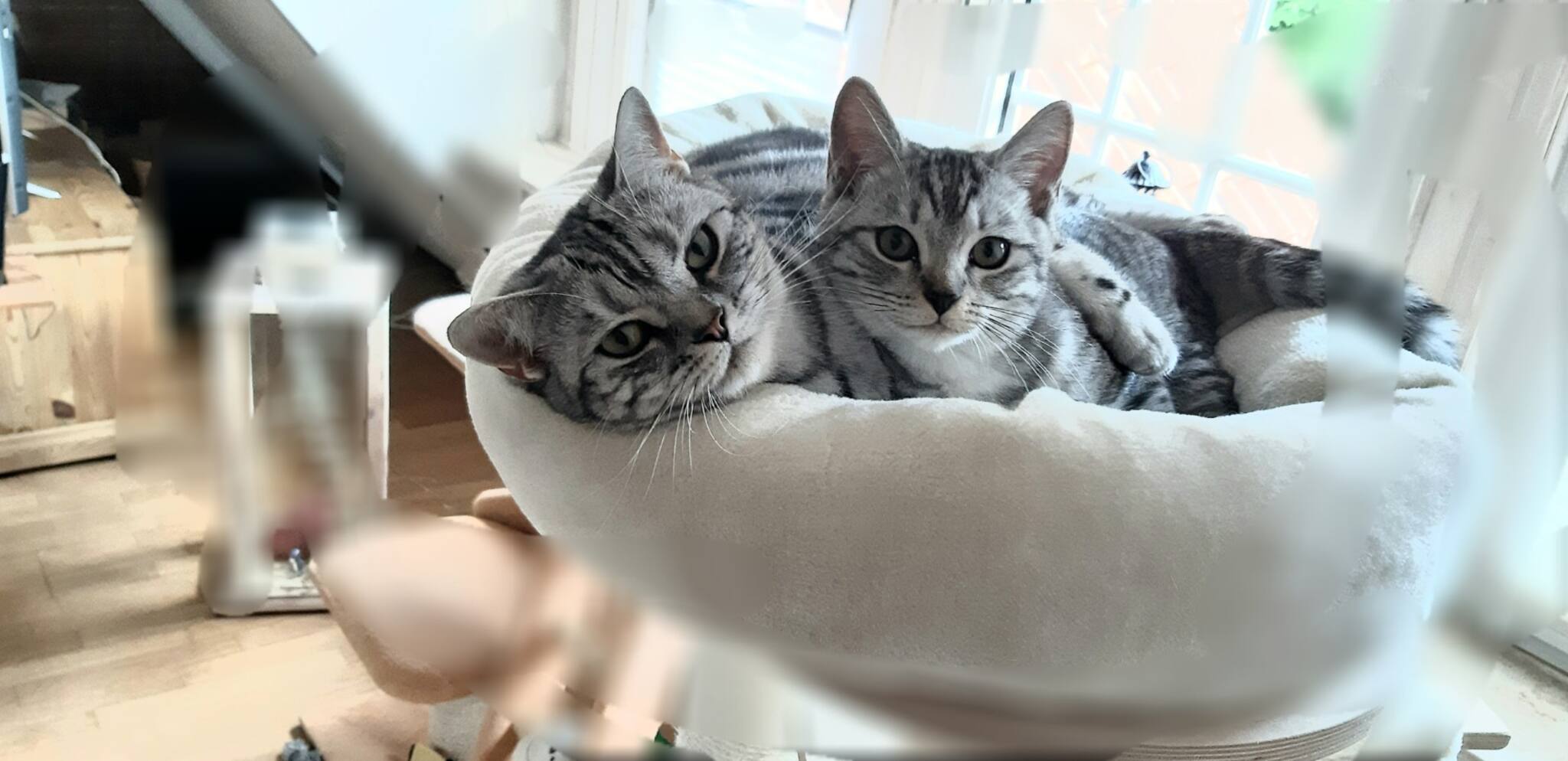 Weltkatzentag: Das sind Nienburgs schönste Katzen