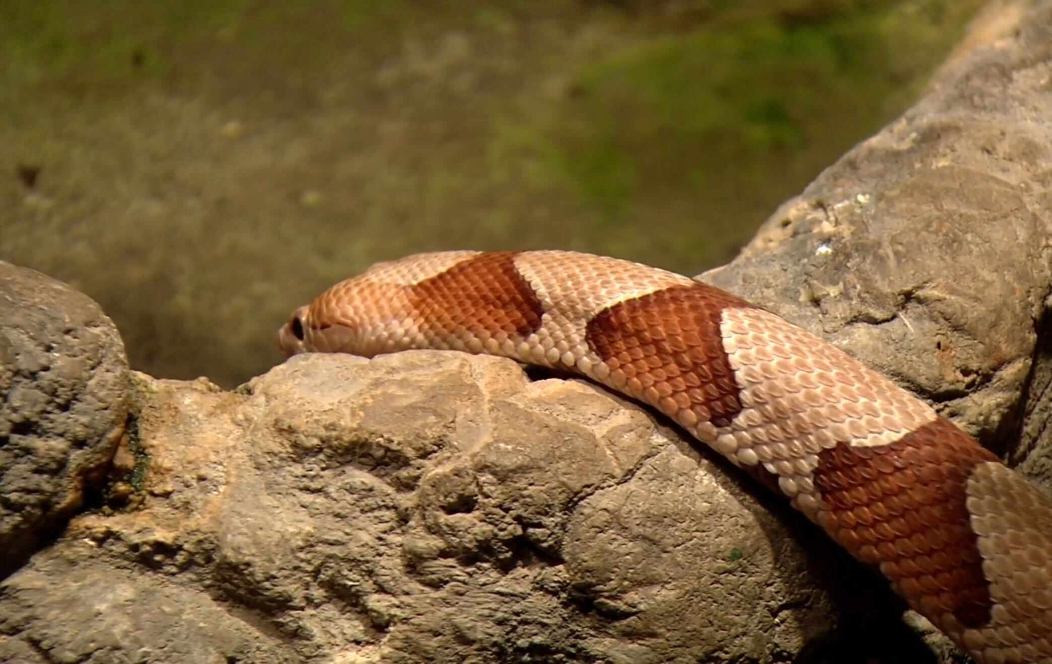 Why you may see more copperhead snakes in August