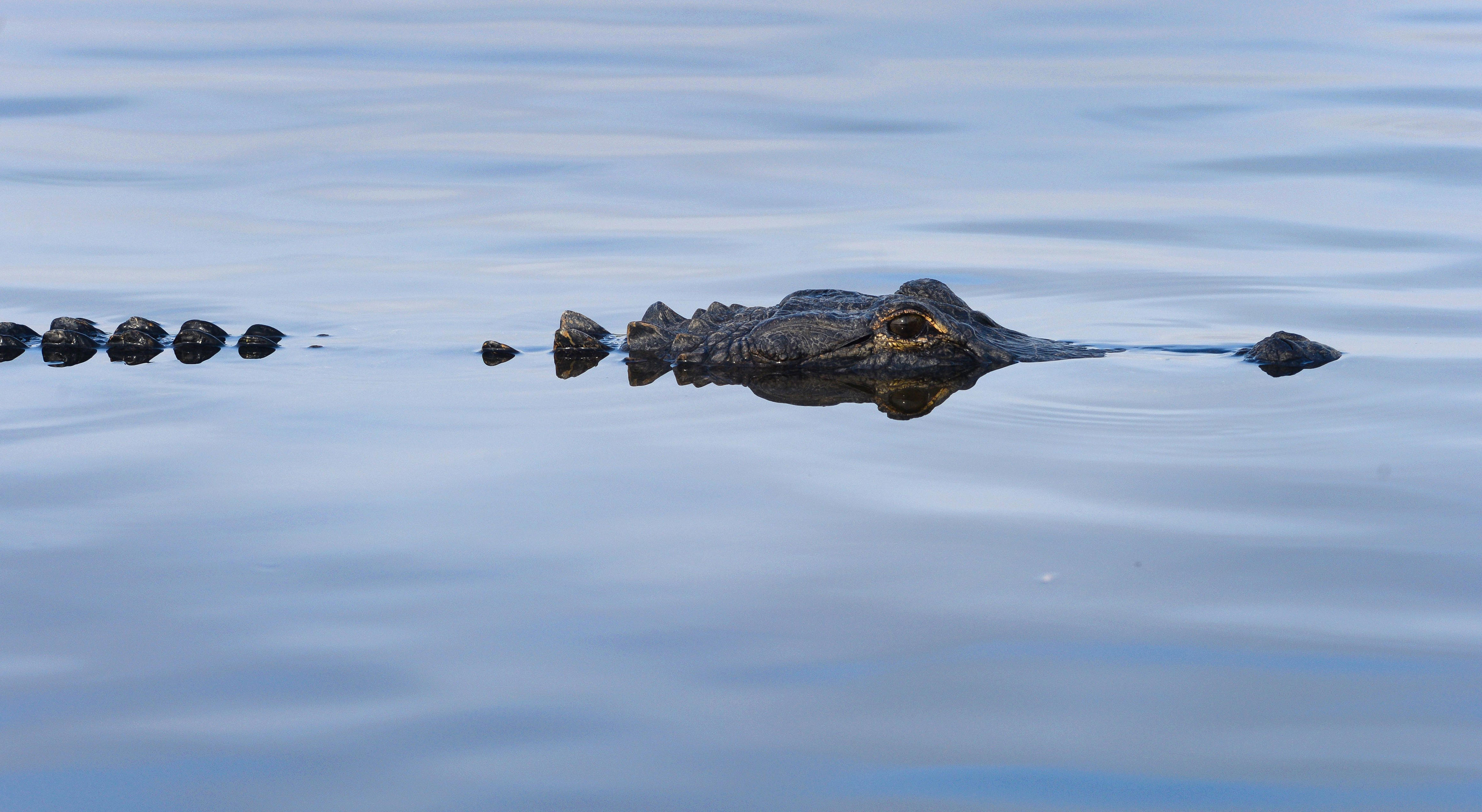 Rainbow River reopens after alligator attack on snorkeler, police say