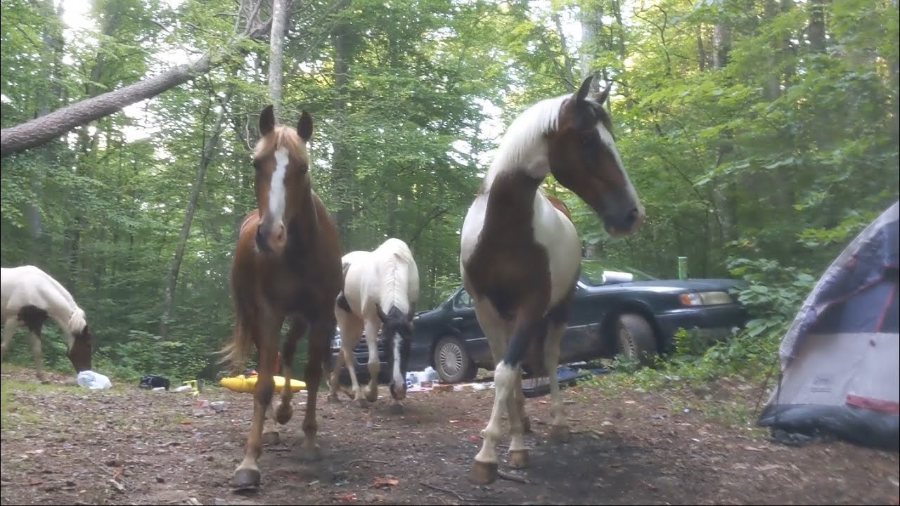 Ranchers’ Lost Horses Invade Our Camp