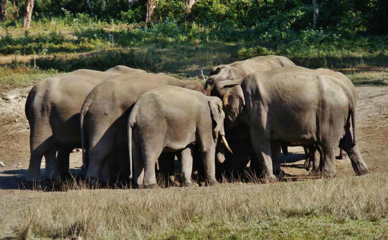 Incredible Footage Shows a Herd of Zoo Elephants Protecting Each Other ...
