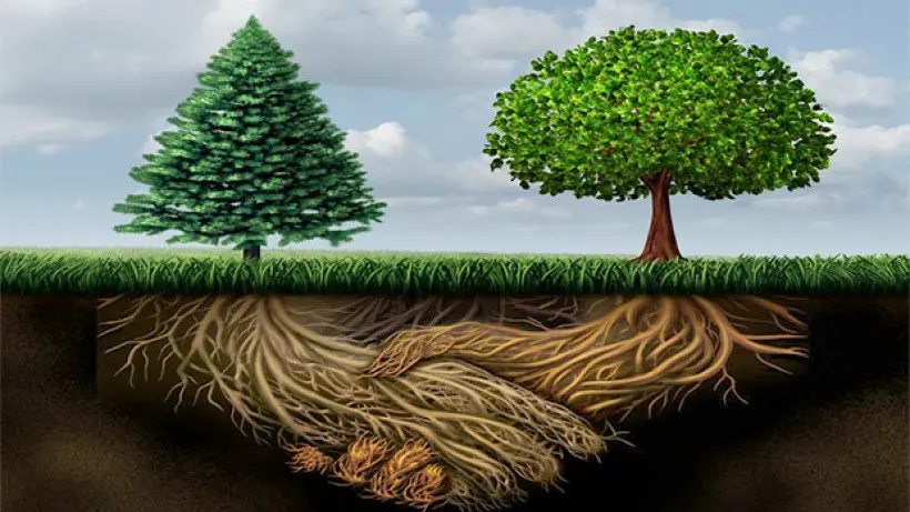 The Bizarre World of Talking Trees: When Plants Start Gossiping