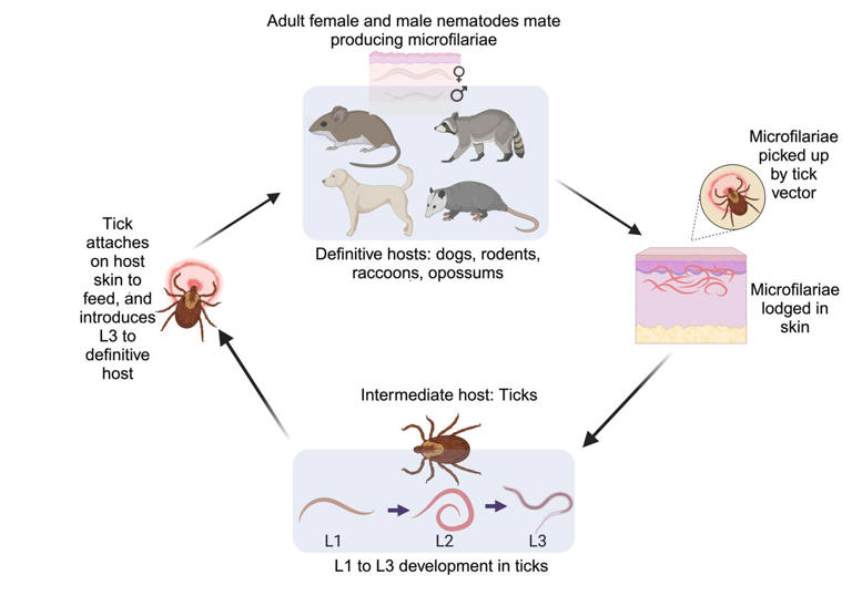 Uncovering the hidden world of parasites inside ticks