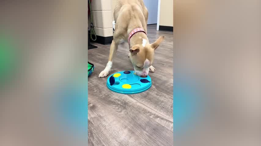 Dog Given Up By Owner Who ‘Didn’t Have Time’ But The Worst Was Yet To Come