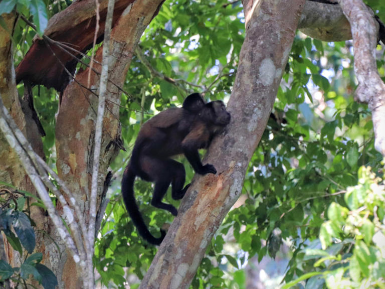 Epic Amazon Rainforest Trip: the Treehouse Lodge in the Peruvian Amazon