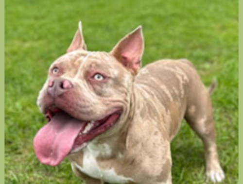 Meet 33 adorable dogs and puppies at Holly Hedge looking for their ...