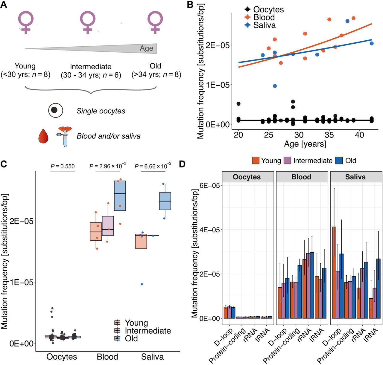 Human eggs are protected from age-related genetic mutations, mtDNA ...