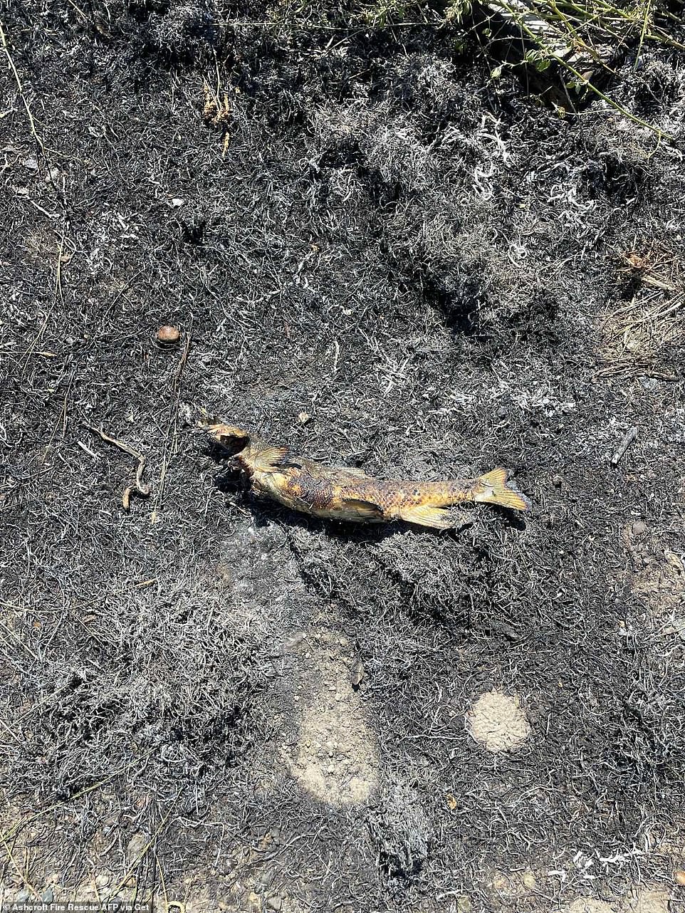 Canada wildfire sparked by fish falling from the sky