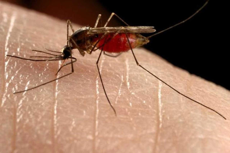 First West Nile Virus-Positive Mosquitoes Of 2025 Season Found In ...
