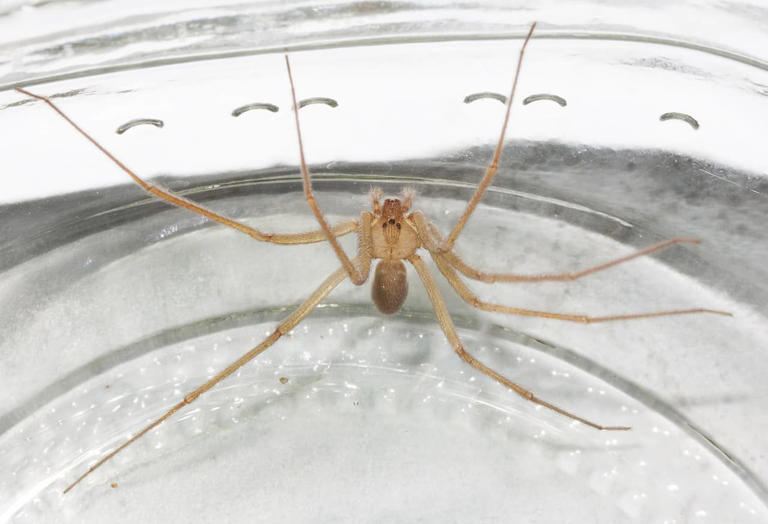 Black Widow Spider vs. Brown Recluse Spider: 5 Differences