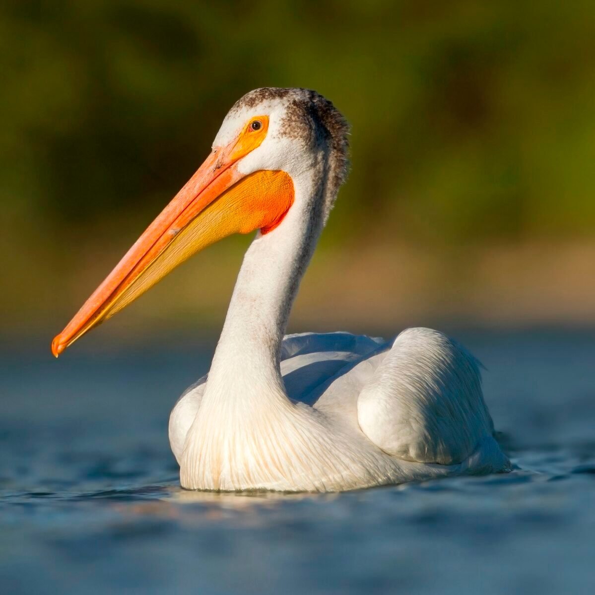 8 Fascinating Pelican Facts to Know