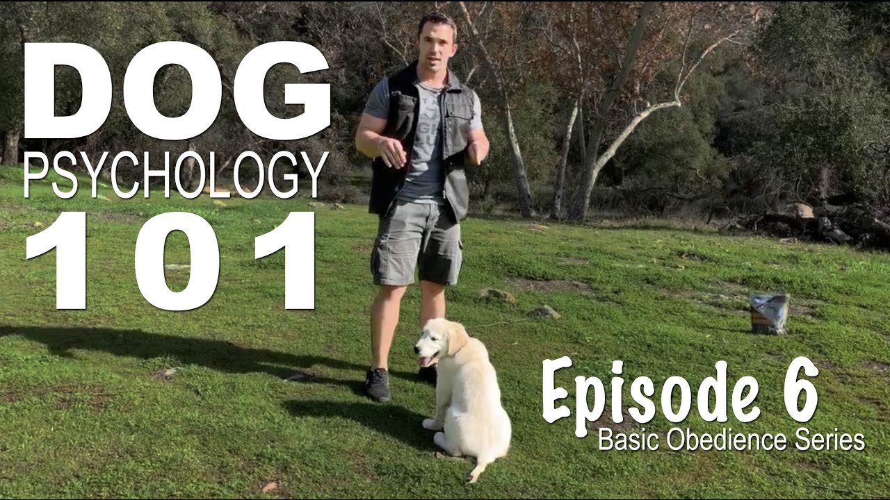 The Psychology Behind Dog Training – What Every Owner Should Know
