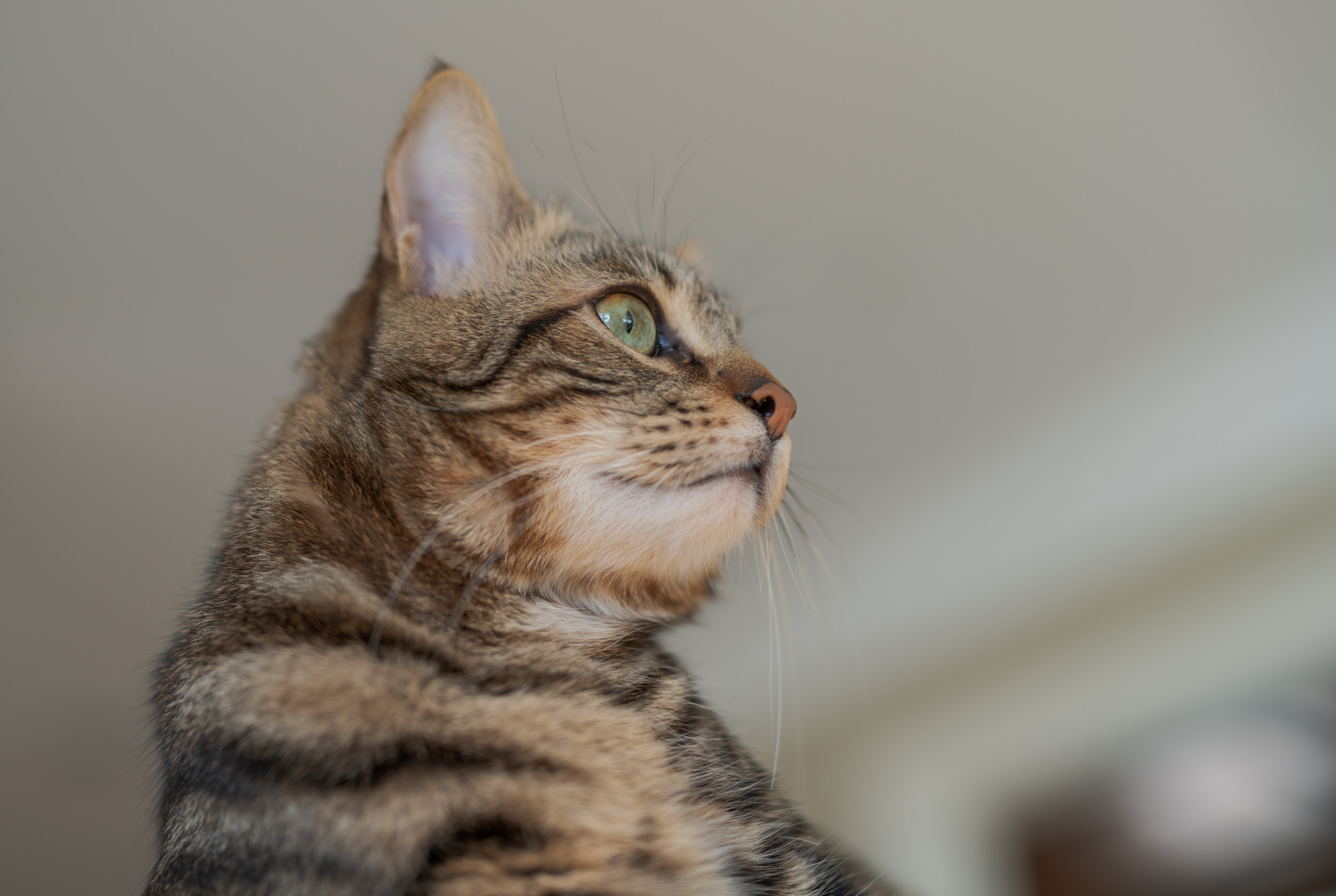Owner worried by pet's unique eye feature, asks internet: "Is my cat okay?"