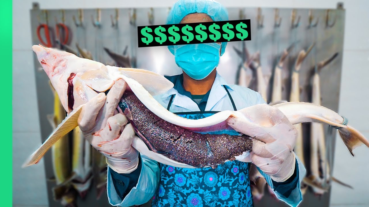 Why is caviar so expensive? Discover the secrets from farm to fine dining!
