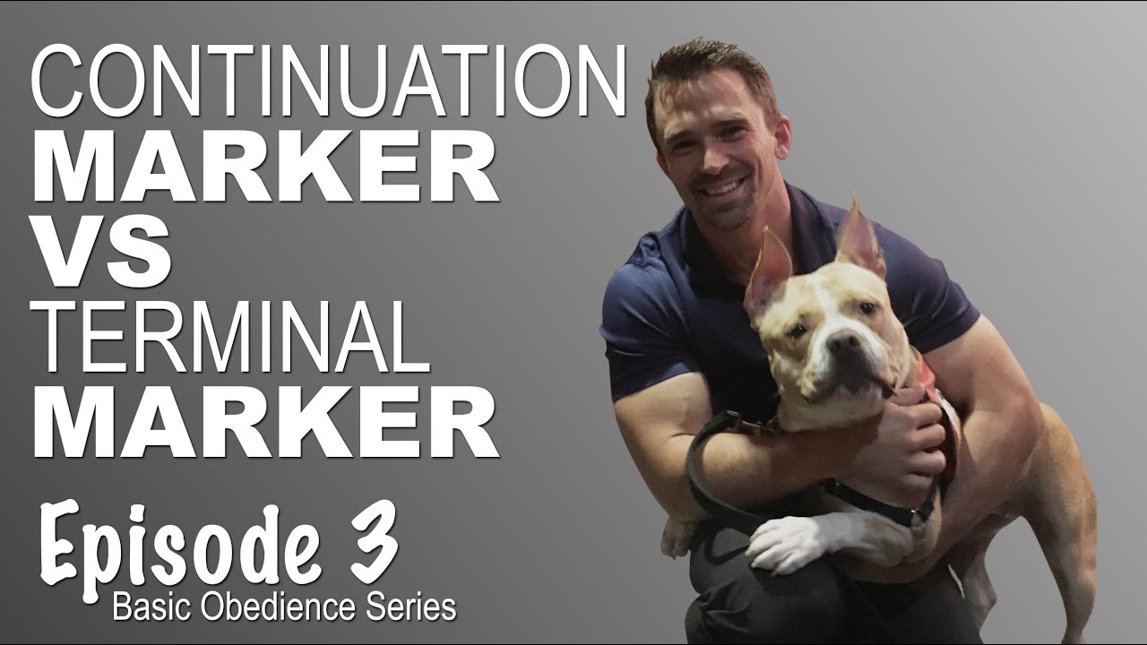 Dog Training ¦ Continuation Marker vs The Terminal Marker