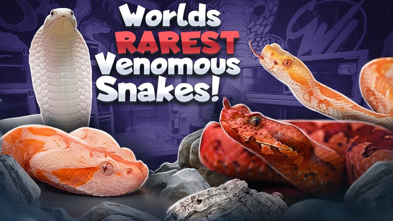 Venomous and Rare – Snakes You’ve Probably Never Seen