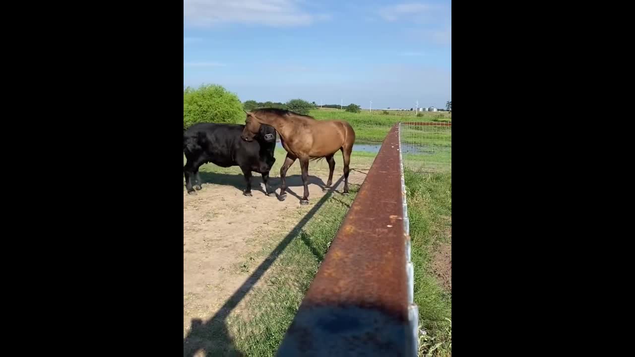 Playful bull and horse interaction in Temple, Texas