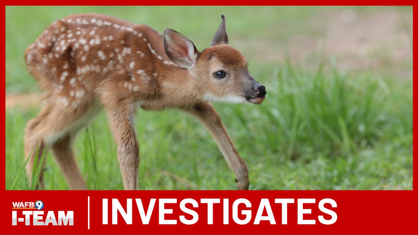 I-TEAM: Wildlife agents seize, kill family’s “pet” deer
