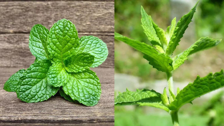 Peppermint vs spearmint: Key differences in their flavour, aroma, taste ...