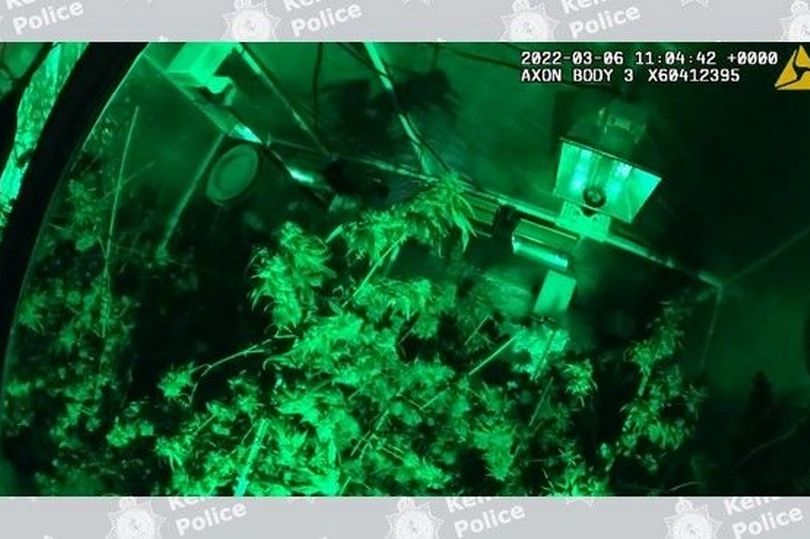 Broadstairs drugs bust captured man running £25k cannabis farm