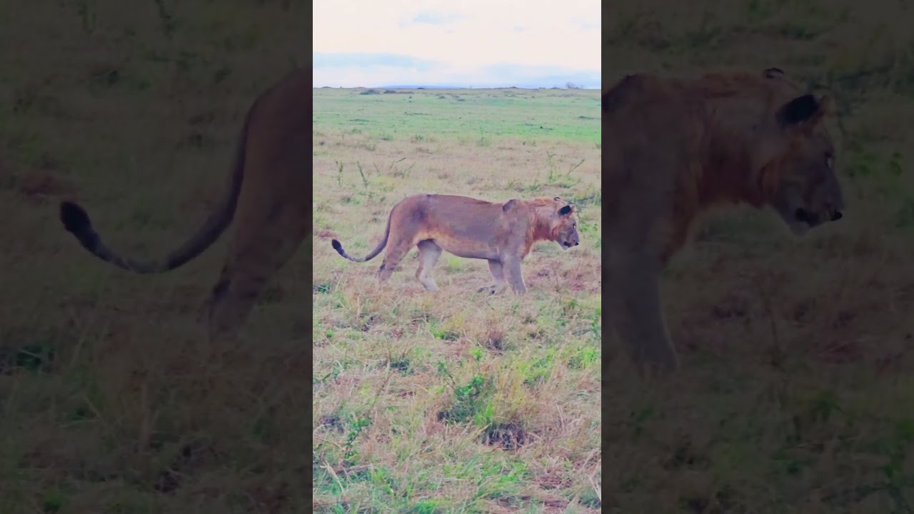 Watch lions play during cool damp Mara morning