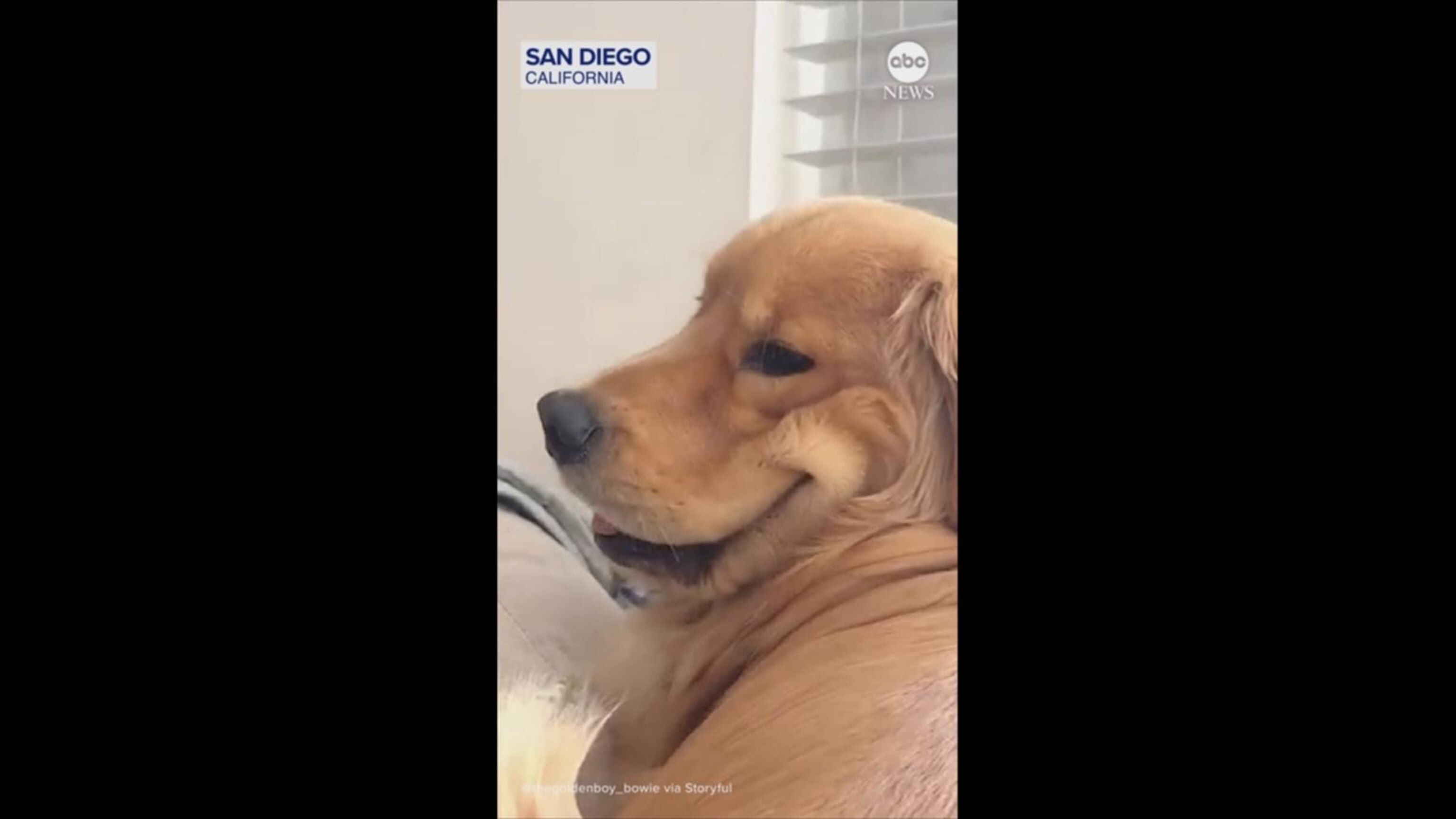 Dog owner captures golden retriever's 'uncanny human-like smile'