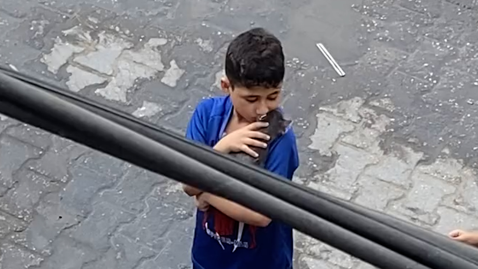 Boy who looks after cats in Gaza mourns for kitten he could not save