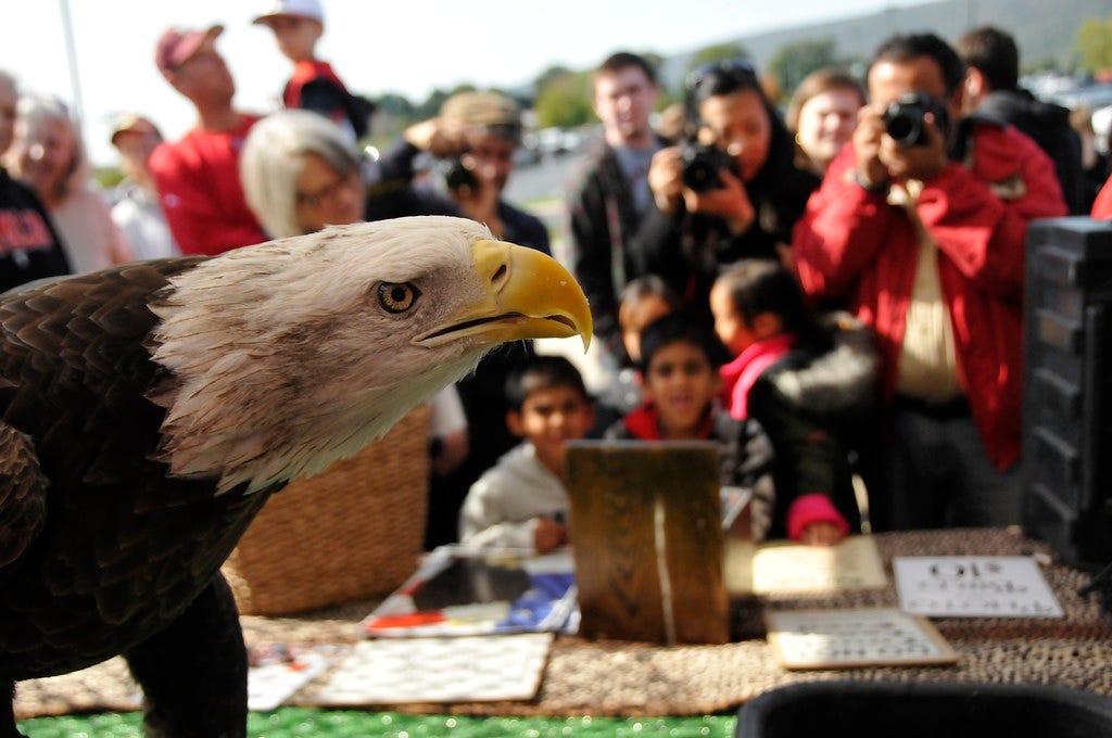 Extreme Raptors show at the 2025 Muskingum Co. fair has a connection to ...