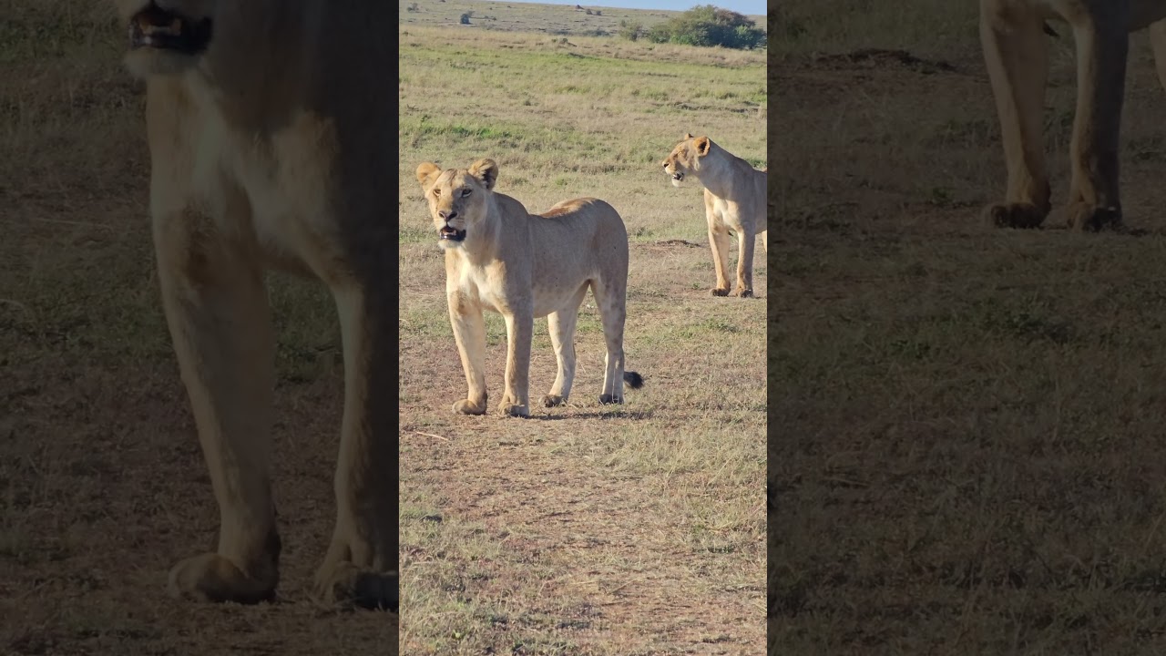 Lionesses move gracefully across golden Mara savannah