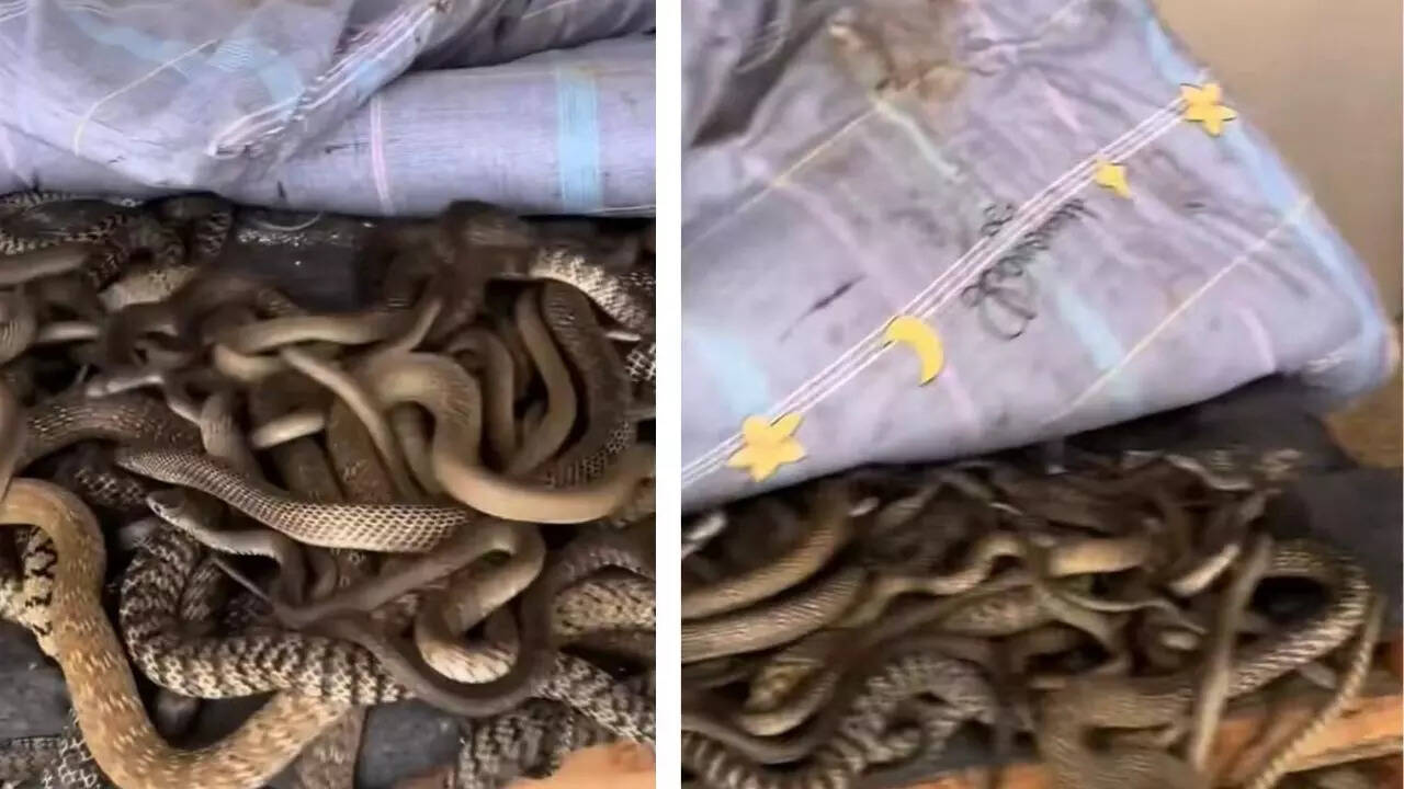 Fake or Real? Dozens of Snakes Caught Crawling Under Woman’s Bed ...