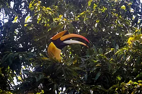 Great Hornbill sighted on Kerala's sandy coastal stretch in rare phenomenon