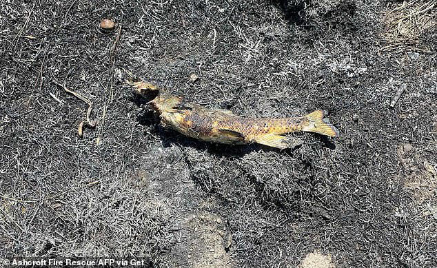 Town is hit by wildfire sparked by fish falling from the sky in Canada