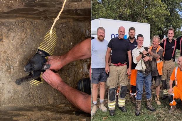 Curious dog rescued by fire crews after chasing rabbit into 400-metre pipe