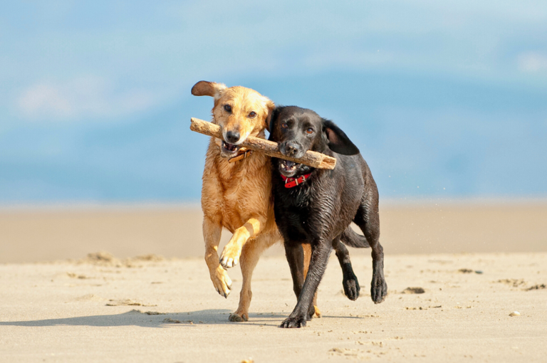 Can Dogs Have Doggy Best Friends? A Vet Explains