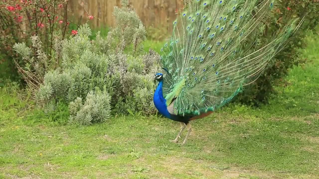 Peacocks Up Close: Stunning Footage of the Most Beautiful Birds