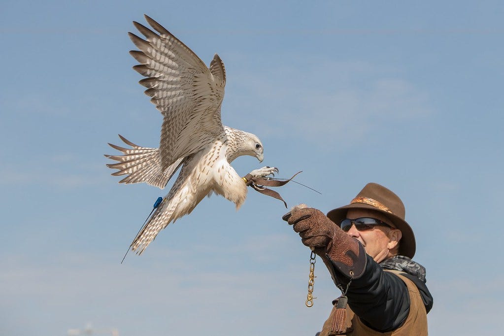 Extreme Raptors show at the 2025 Muskingum Co. fair has a connection to ...