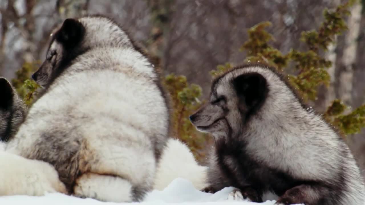 The Arctic Fox: Stunning Close-Up Footage in Their Polar Habitat