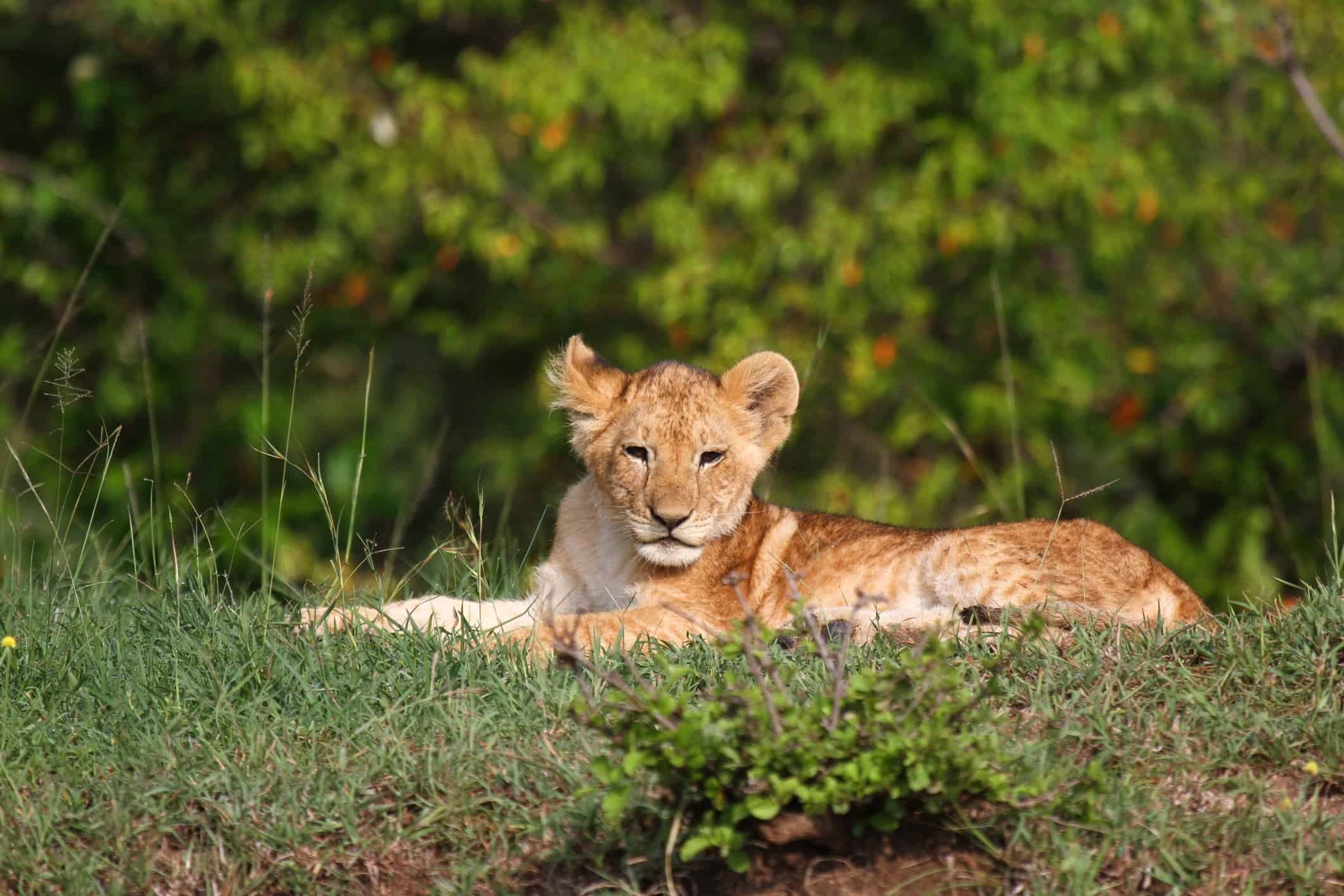 11 Unusual Pets of The Rich and Famous