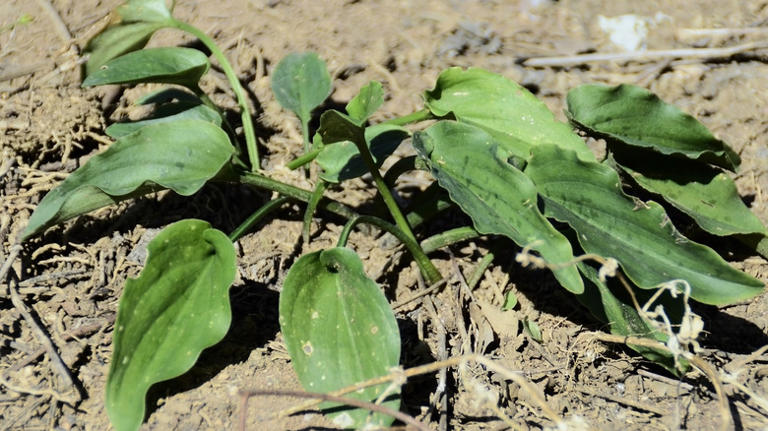 12 Mistakes To Avoid When Growing Garden Favorite Hostas