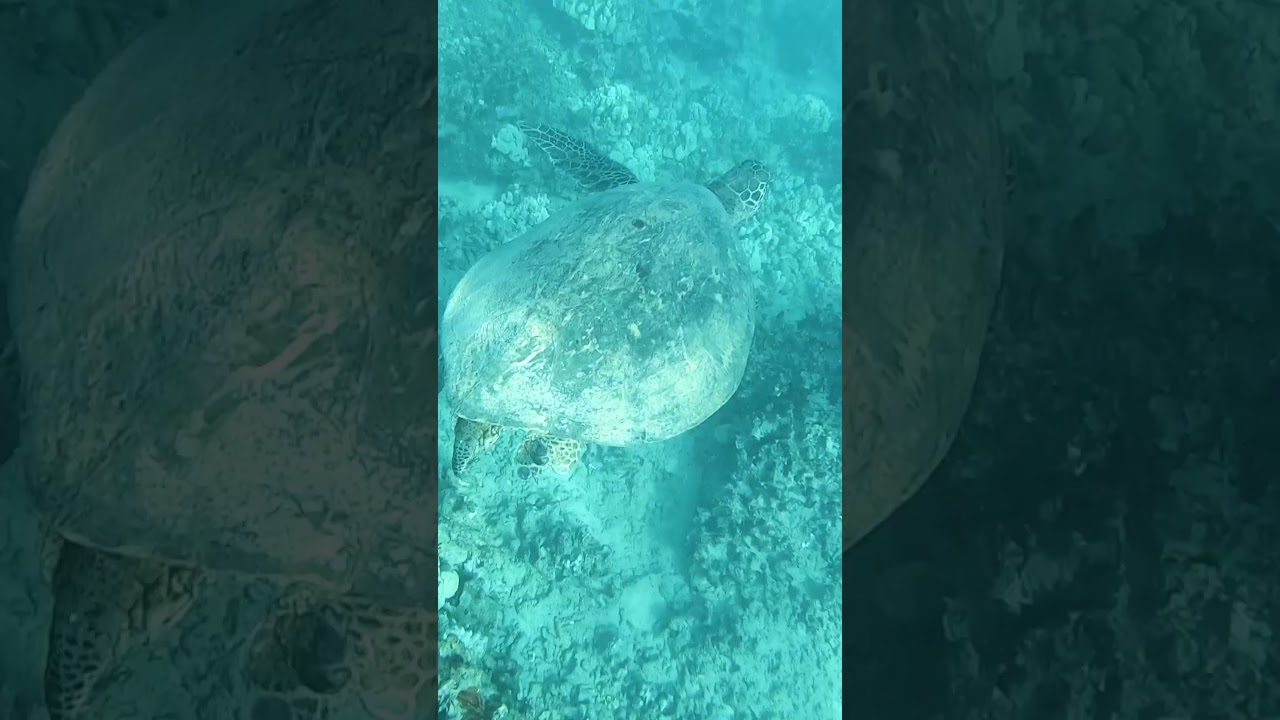 it's a dirty job but somebody gotta do it!