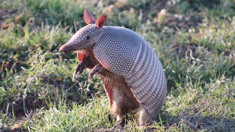 Armadillos in Indiana | The armored animals are now established in the ...