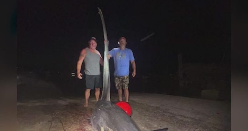 700-pound shark caught off Connecticut coast may break state record