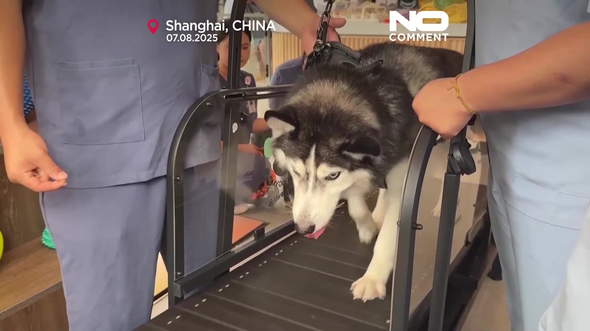 Shanghai launches China’s first fitness centre for dogs